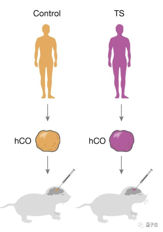 The human-mouse hybrid brain has appeared!Stanford University 7 years ...