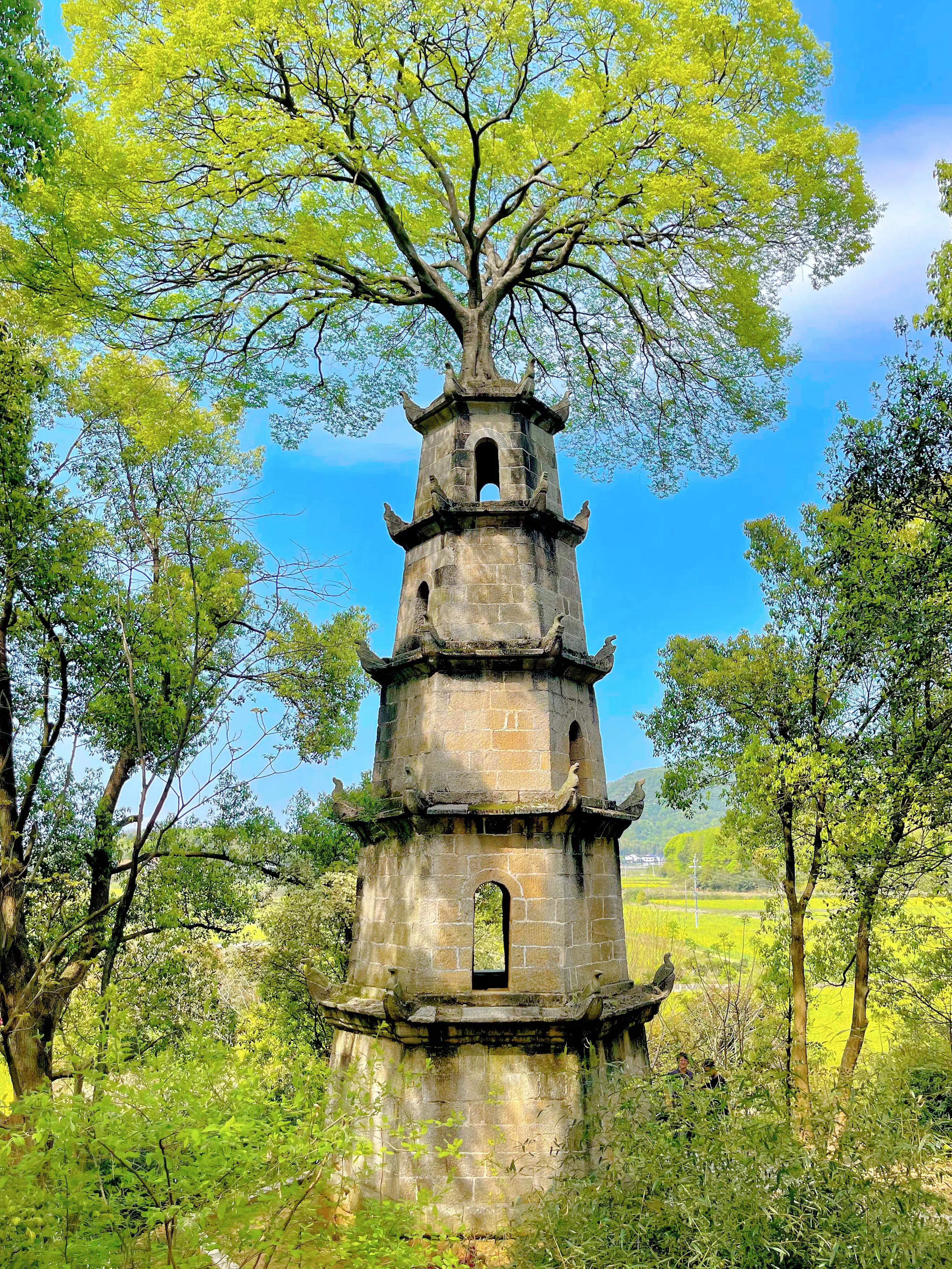May 1st not far, Changsha Wangcheng Little Lijiang, there is a tree at ...