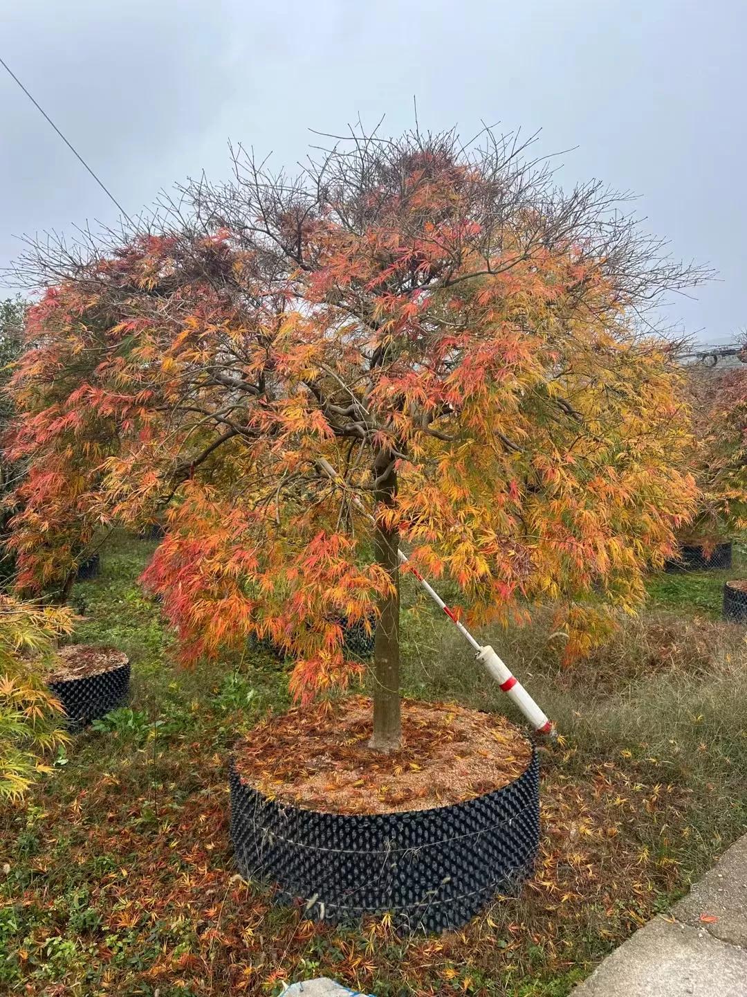 Friends who have a garden want to plant a feather maple - iNEWS