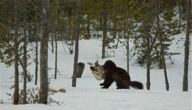 Wolverines appeared in the Altai Mountains, running 40 kilometers in ...