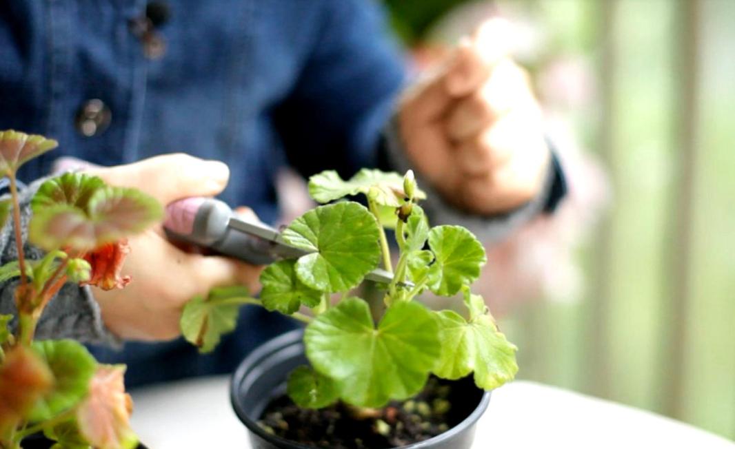 How to grow geraniums with "beauty"? You must learn to "cut" first, and ...