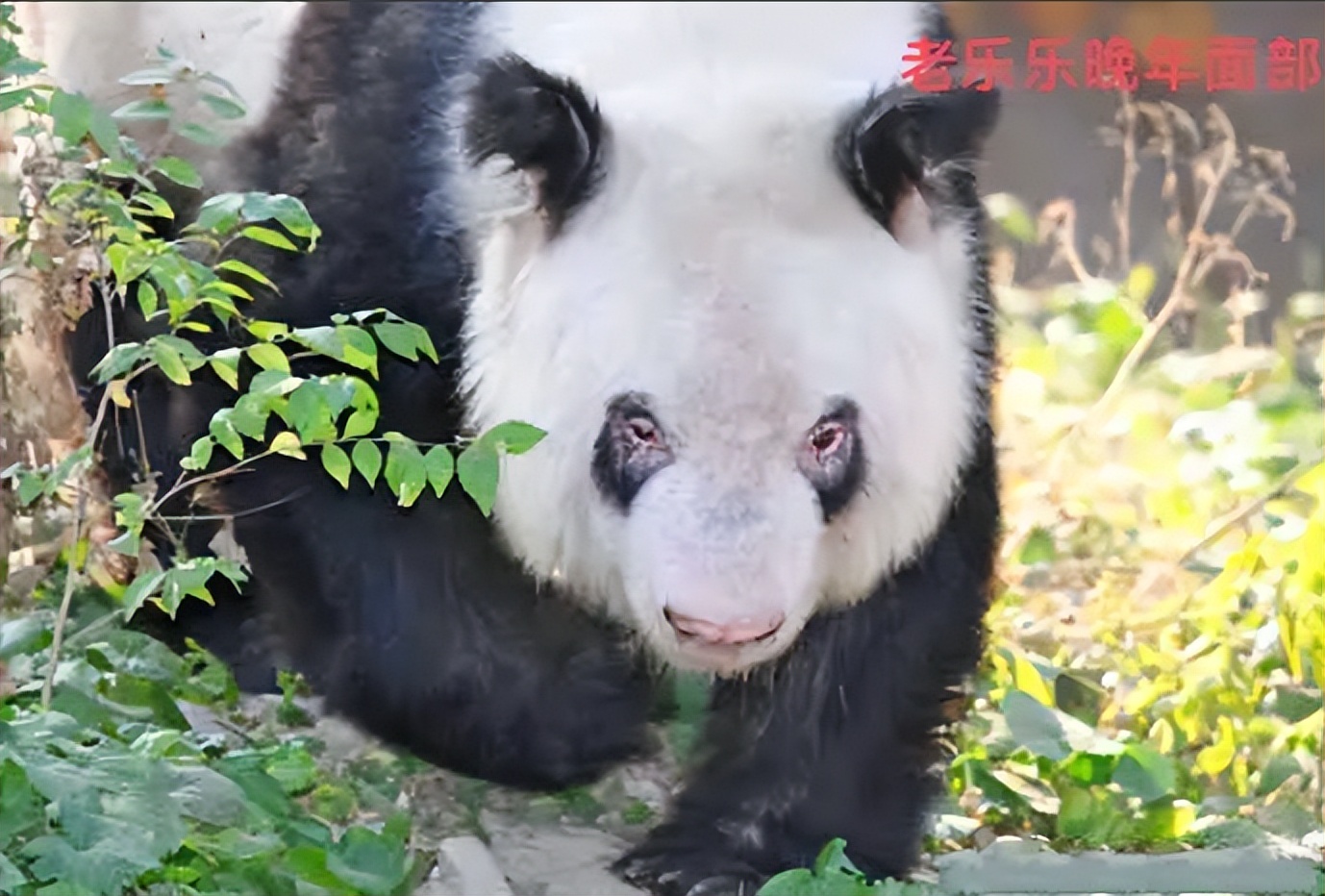 No abuse! The giant panda Yaya has been taken care of by someone in the ...