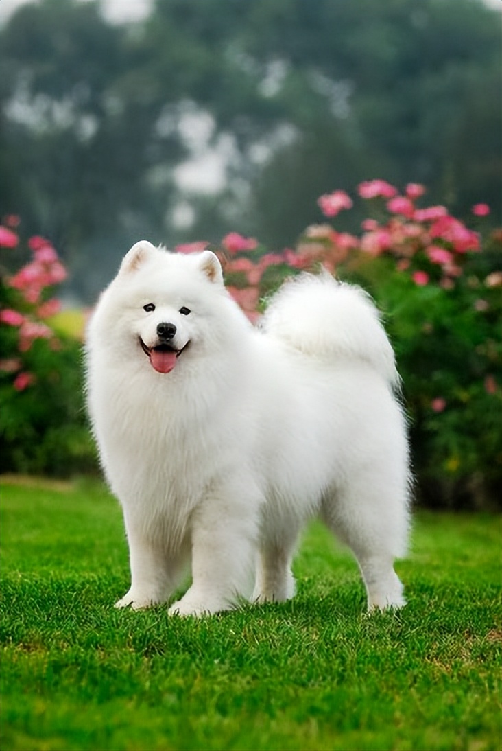 Samoyed - an ancient Nordic breed, known as the "Smiling Angel" - iMedia
