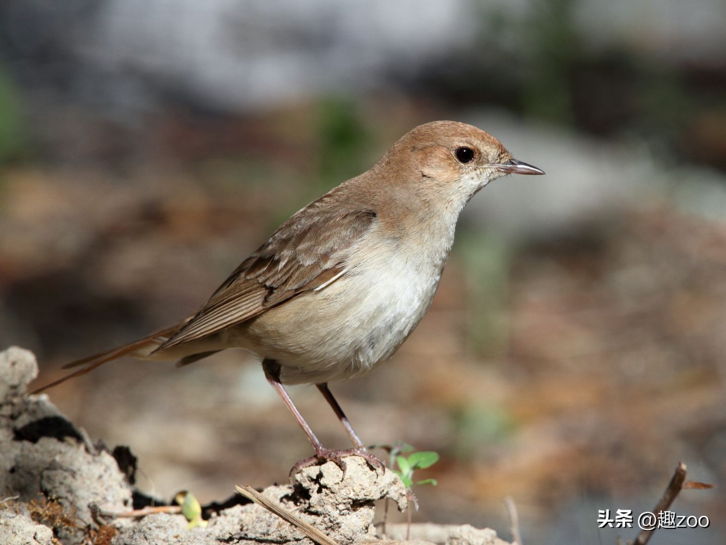 Top ten singers in the animal world - iNEWS