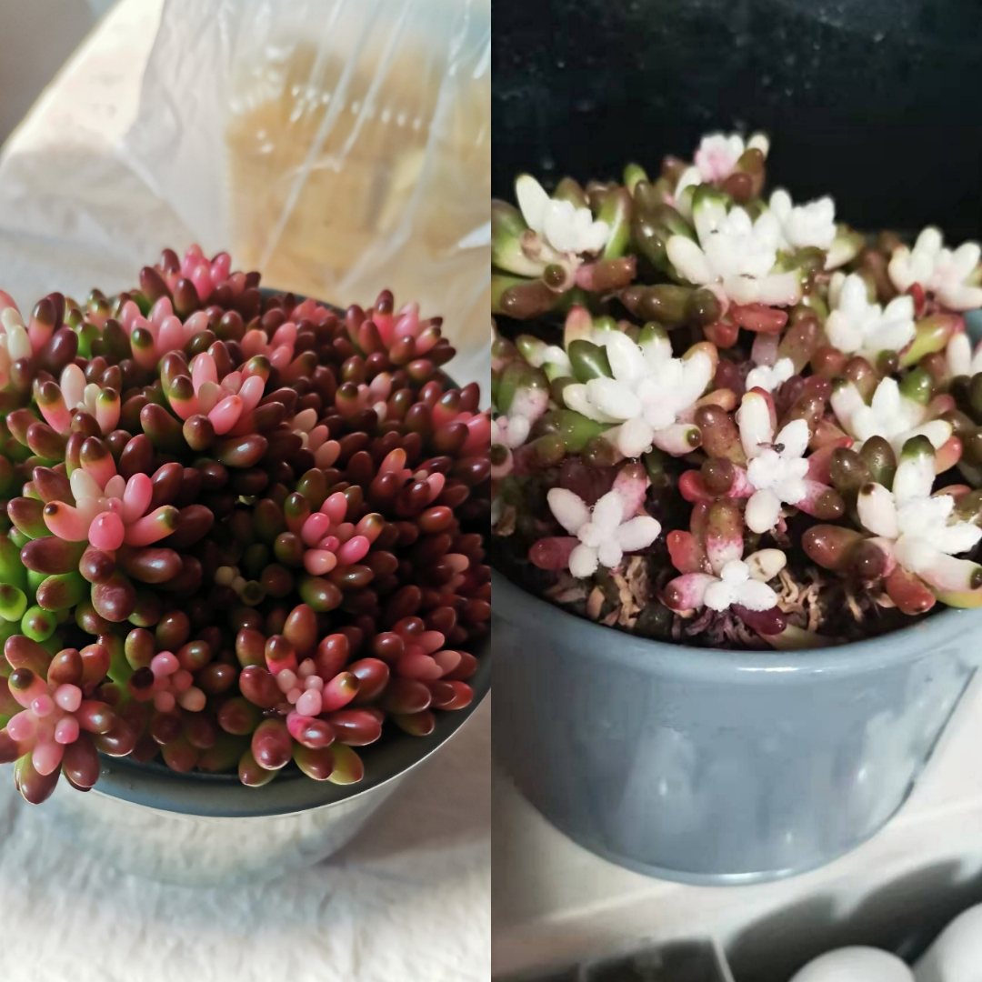 Can succulent be "dew-raised" to color?How many novice flower friends ...