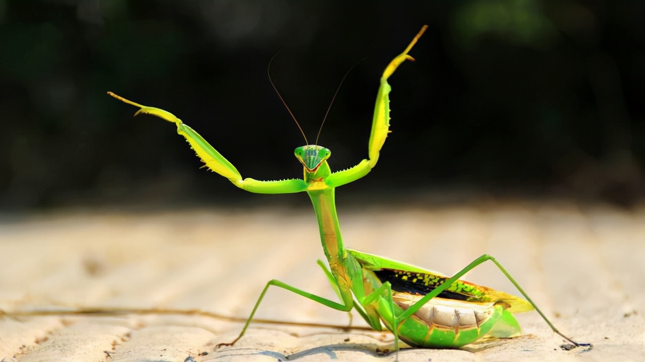 Inventory of 10 insects that are beneficial to humans - iNEWS