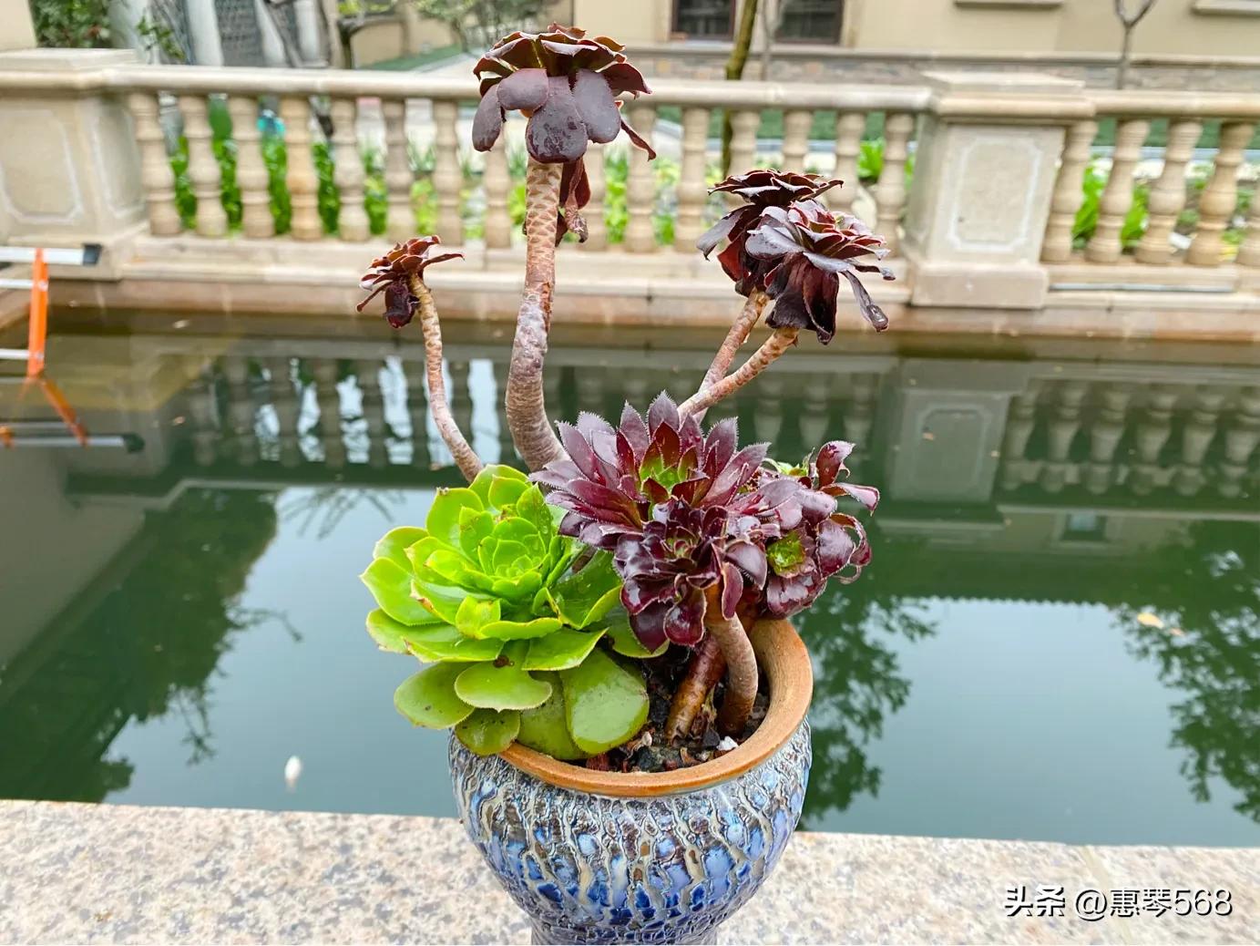 Mage who can grow bonsai - iMedia