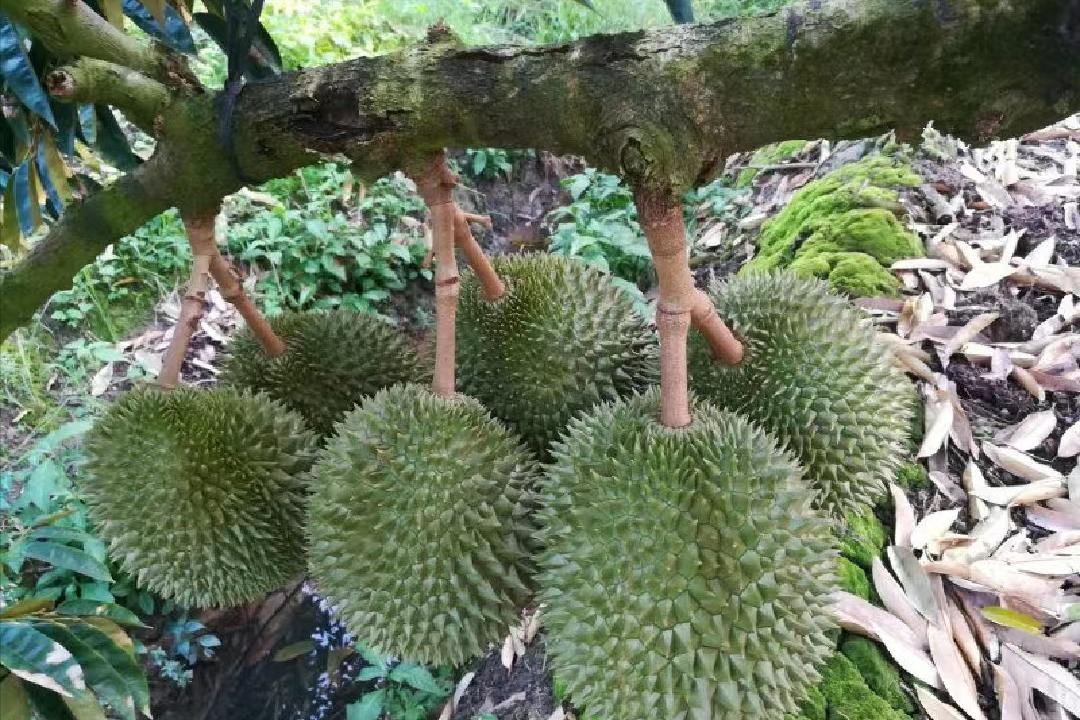 The countdown to "Durian Rotten Street" is running out of time for Thai ...