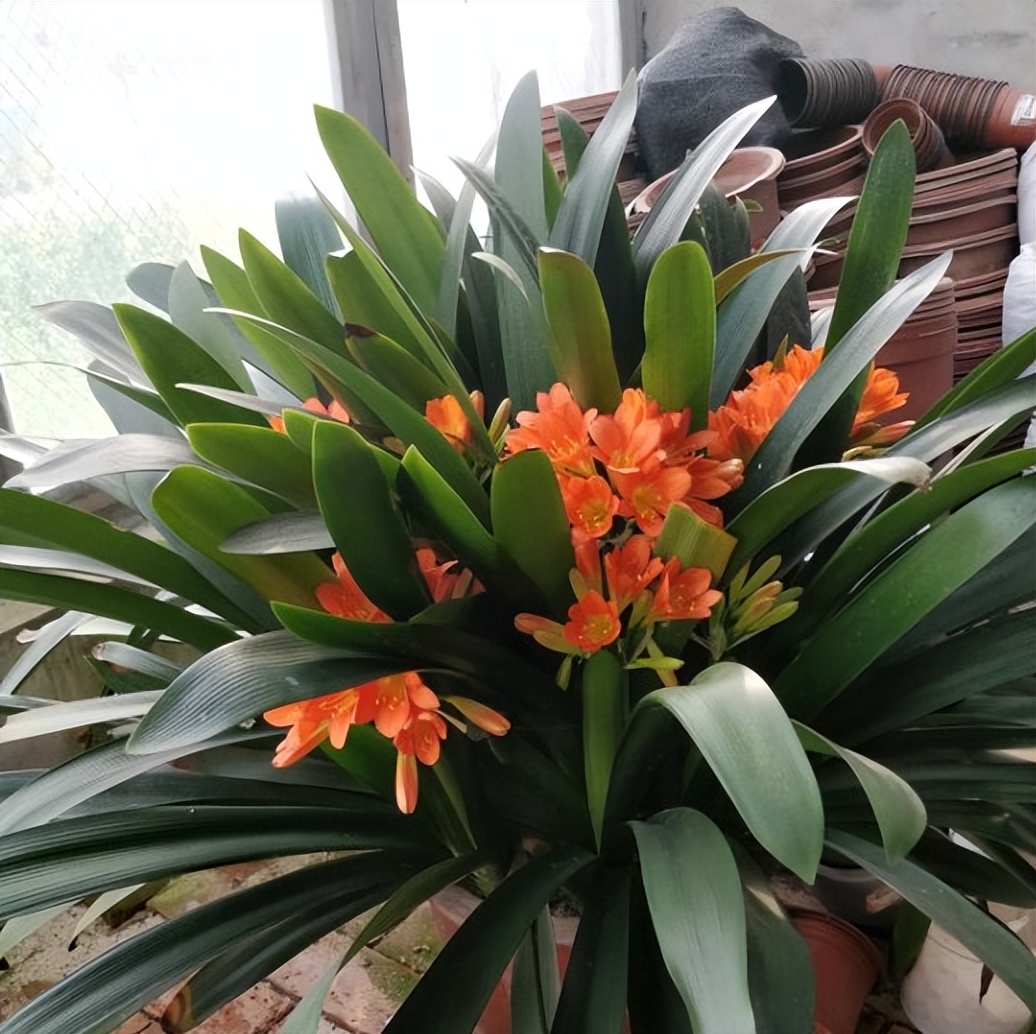 Clivia is prone to yellow leaves and rotten roots in summer, remember ...