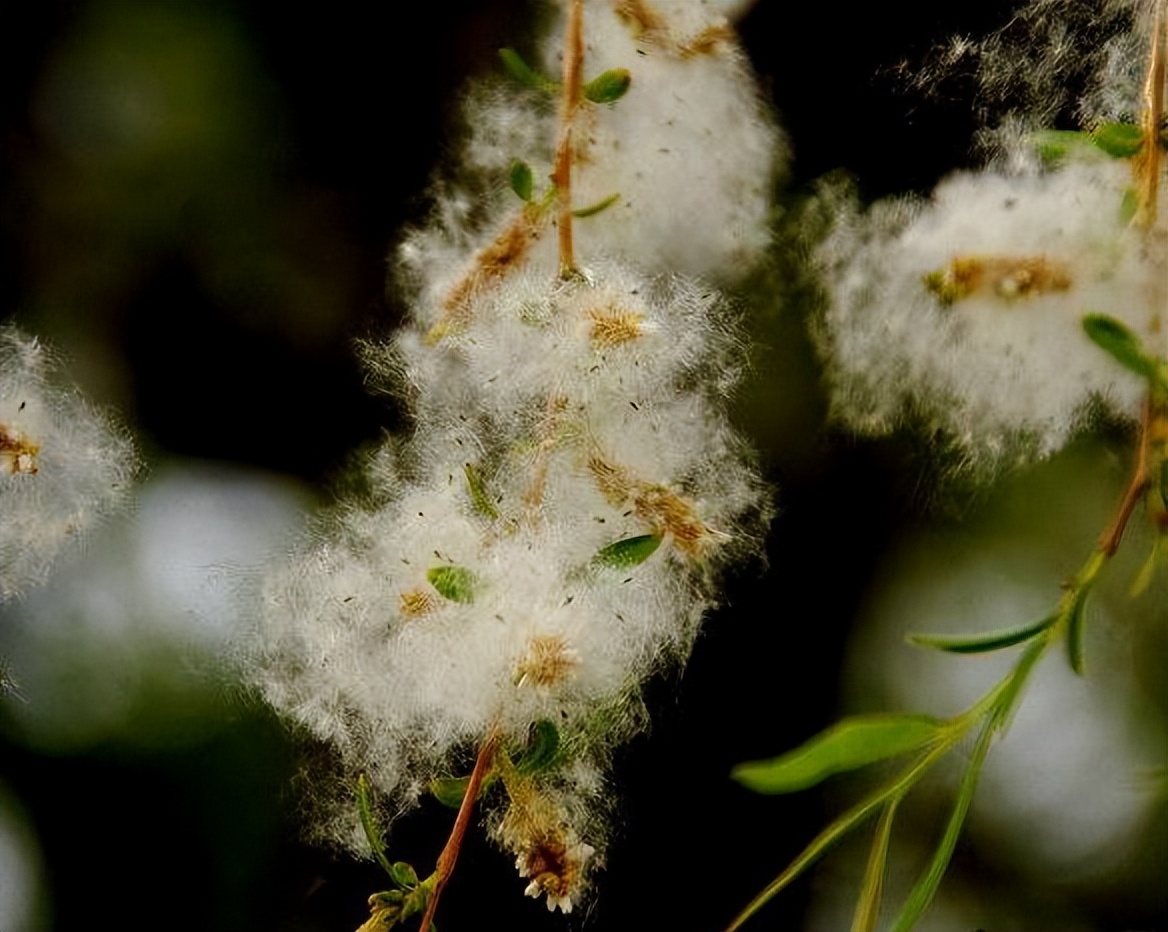 In early summer, it is most suitable to read Yang Wanli's short poems ...