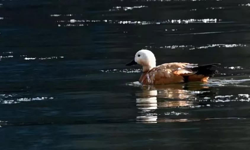 The Five Laws · Ching after the Mid-Autumn Festival - iNEWS