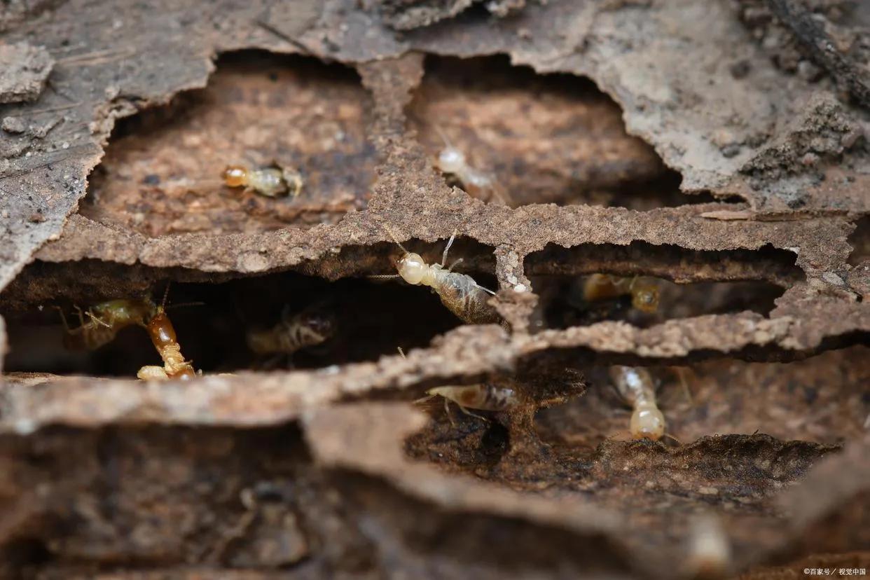 China's Unsolved Mystery "The Mystery of the Ant Tower" - iNEWS