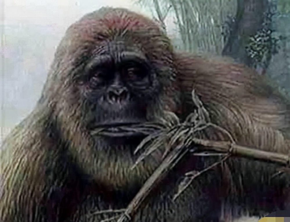 largest ape in the world - iNEWS