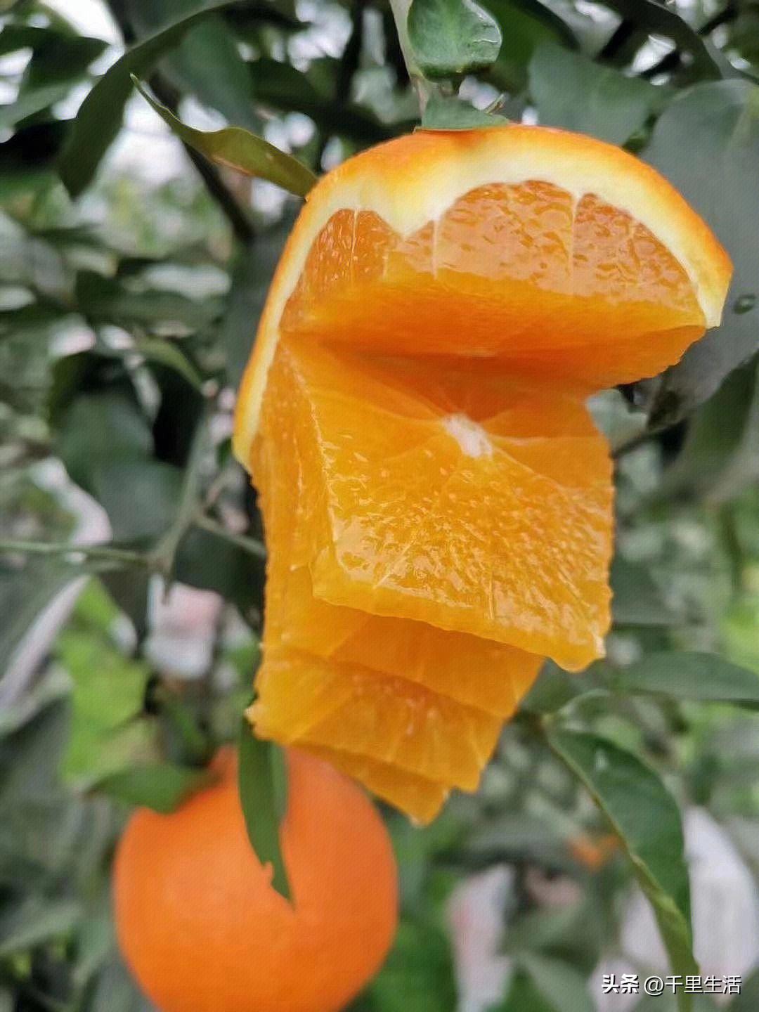 Ehime No. 38 Jelly Orange, a connotative orange queen, is simply the ...