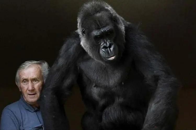 The Soviet "man-ape hybrid" experiment: 5 girls and 11 orangutans ...