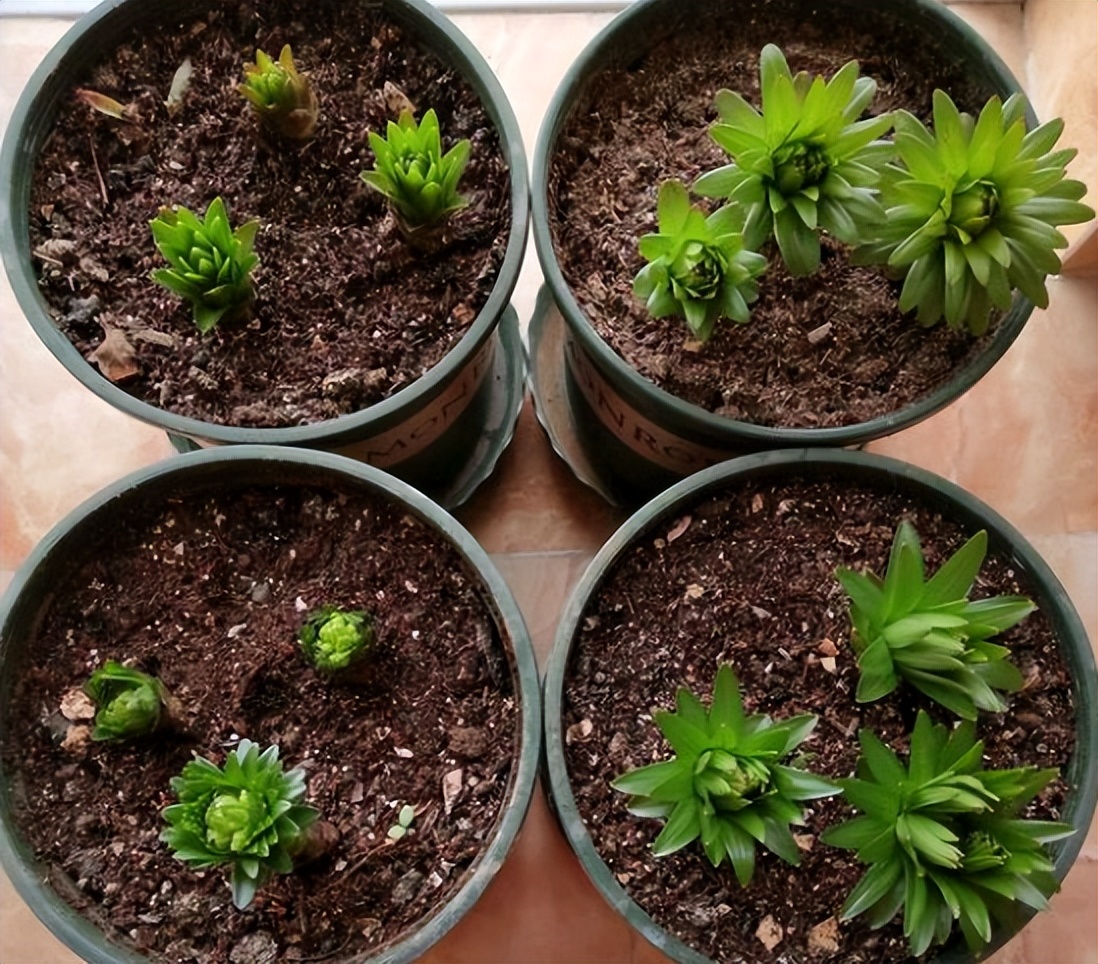 There is one kind of lazy flower that is notorious for "not dying", and ...