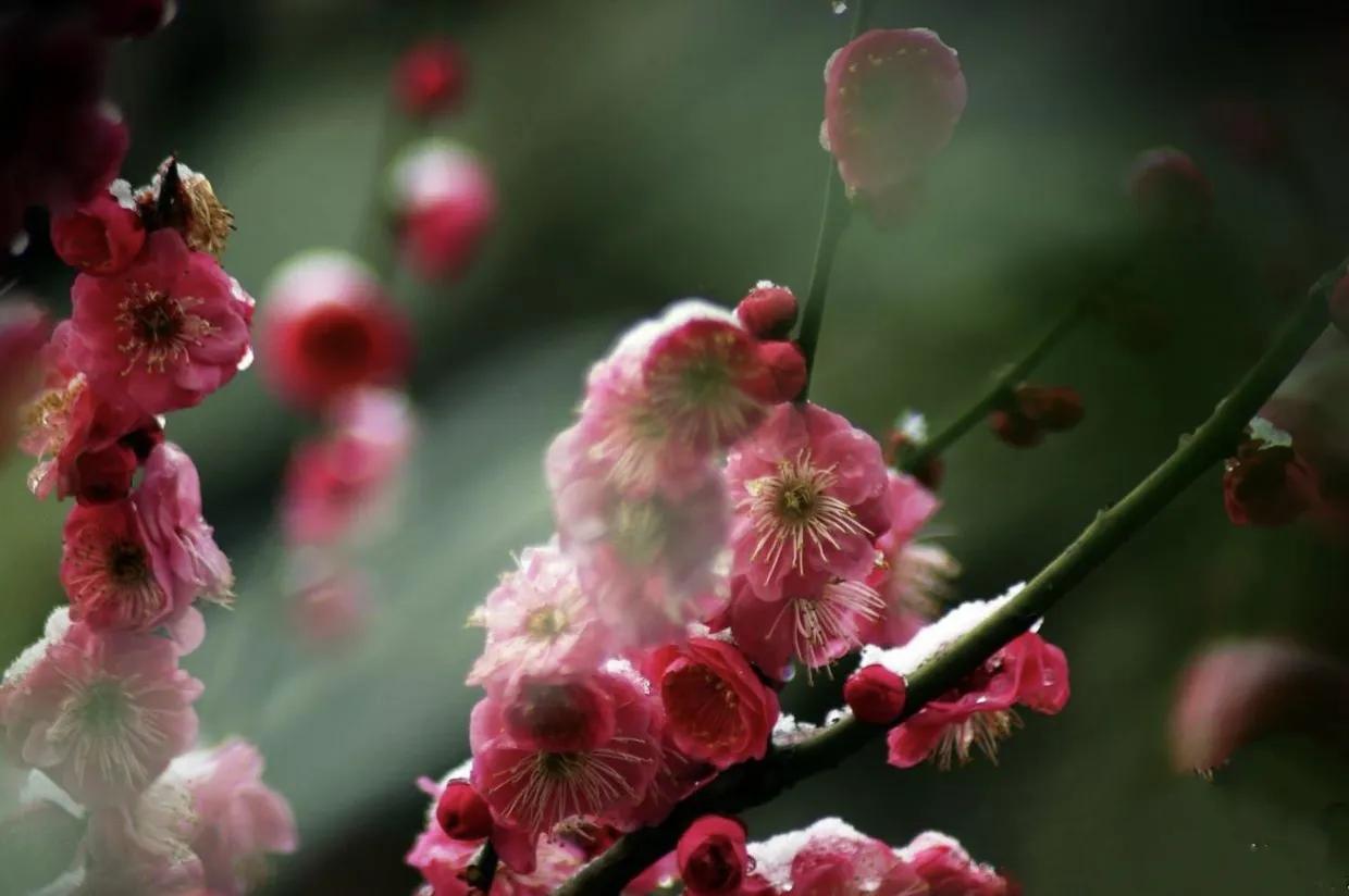 Red plum blossoms waiting for snowfall - iNEWS