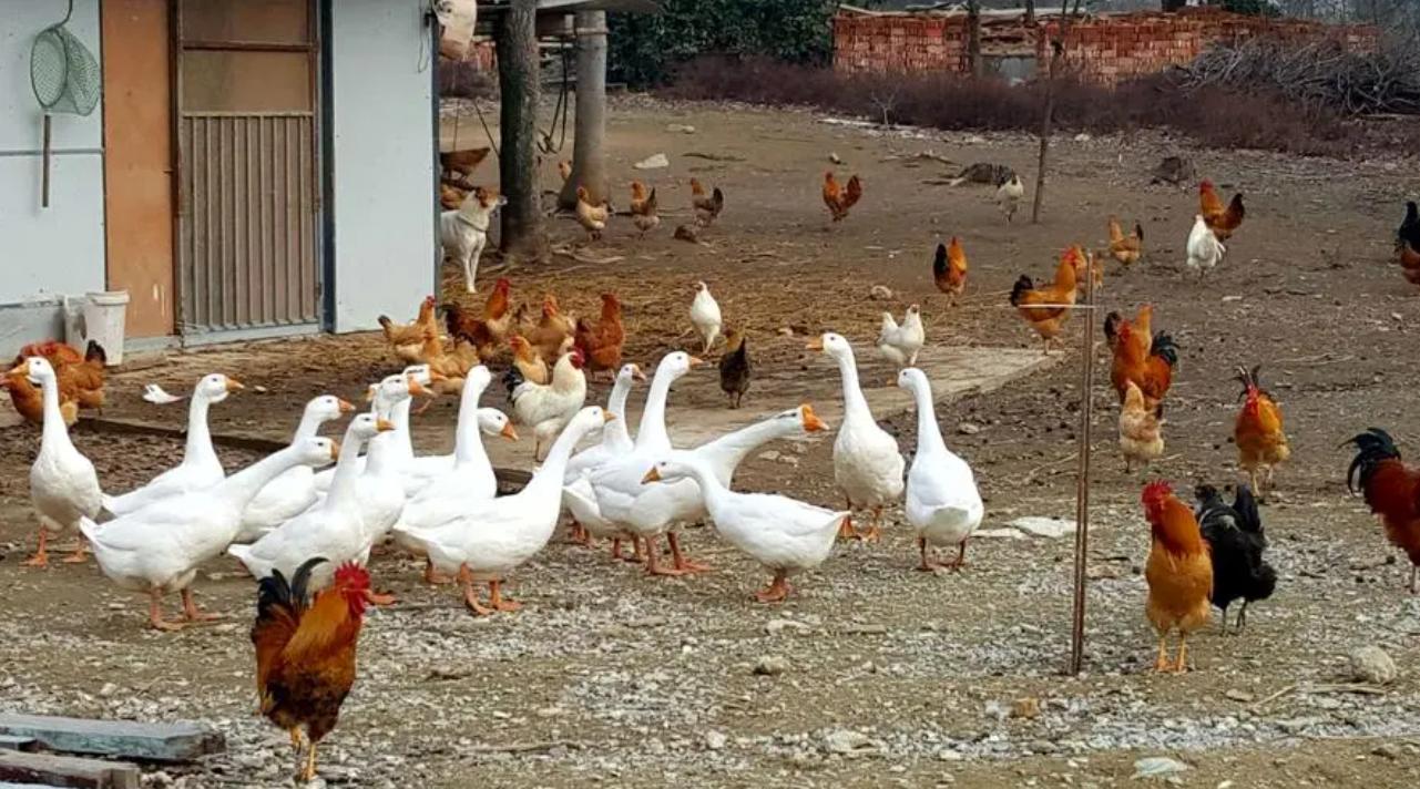 Can chickens, ducks, and geese be dropped from an altitude of 10,000 ...