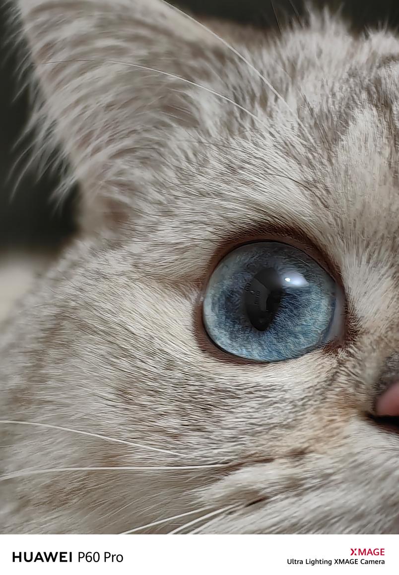 How hard is it to photograph pets? Huawei P60 Pro is here to help ...