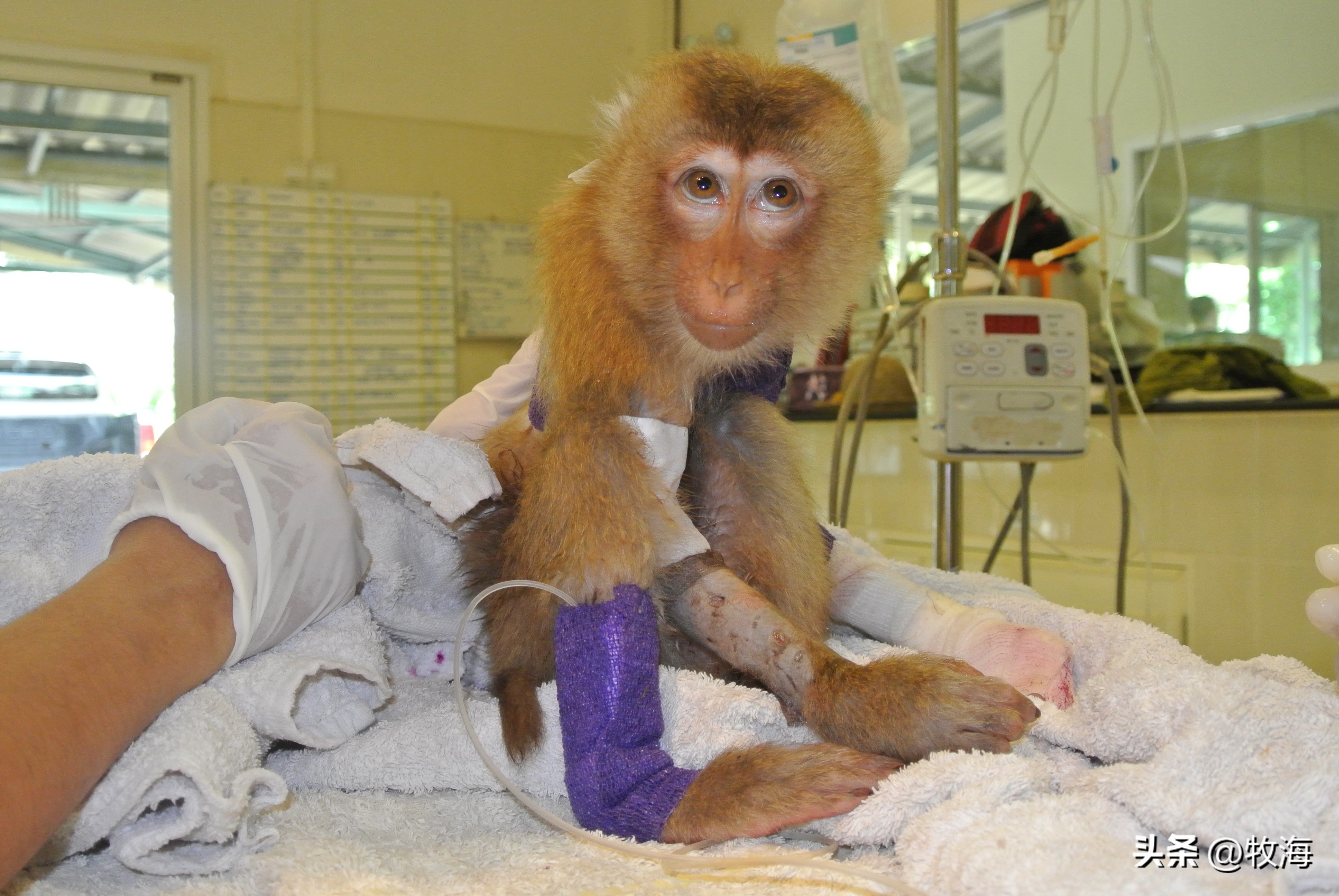 The United States was "stuck" by an experimental monkey? China chooses ...