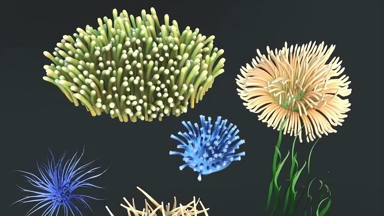 Macroalgae in marine aquariums, what are the implications for ...