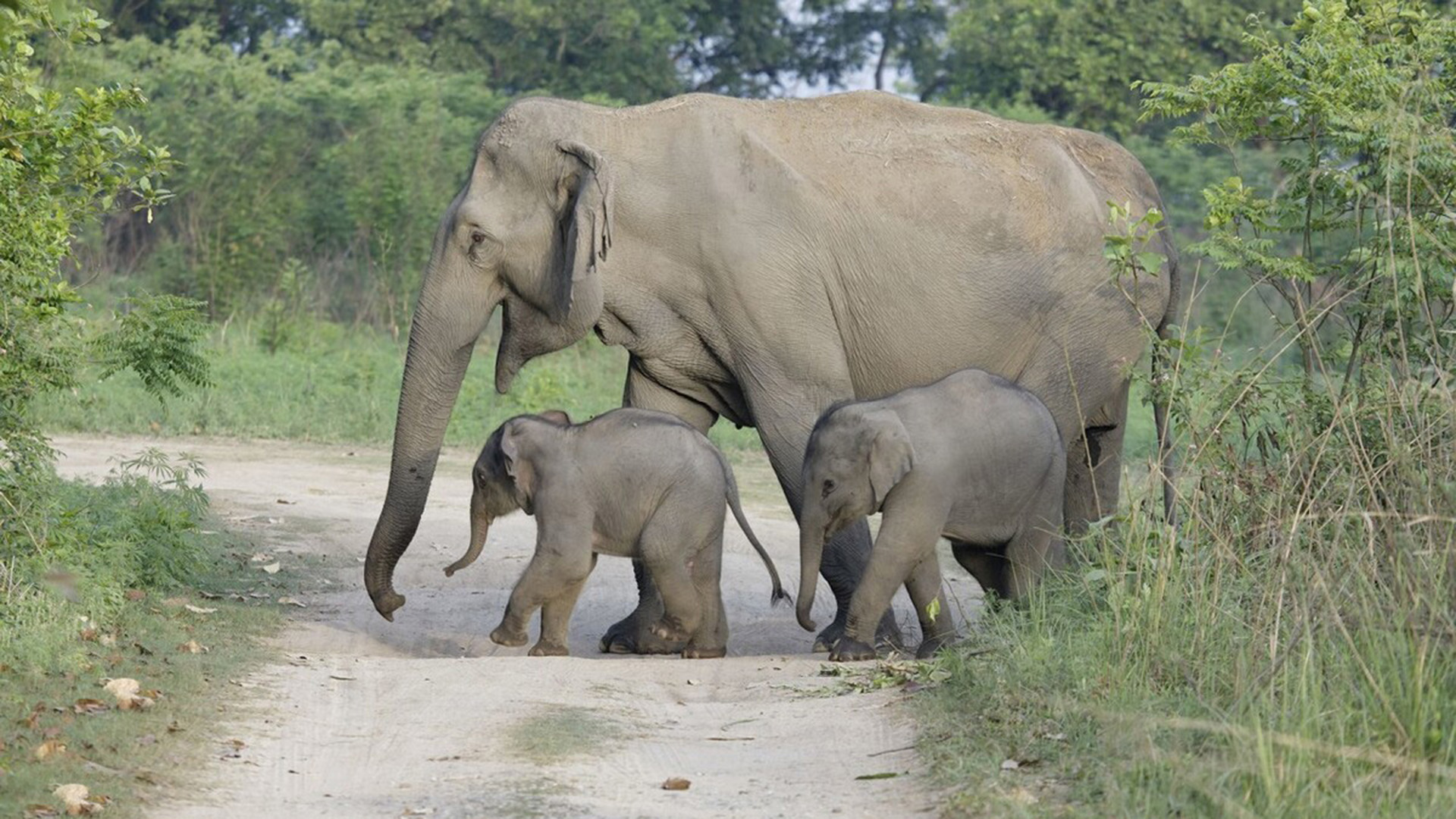 Will the seemingly docile elephant take revenge on humans? What should ...