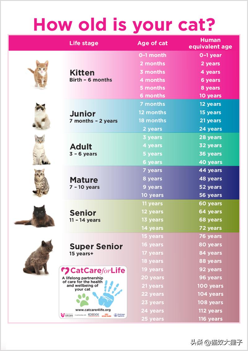 How long do domestic cats live? - iNEWS
