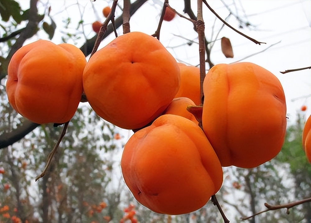 What does the folk saying "one persimmon and ten medicines" mean?Is it ...
