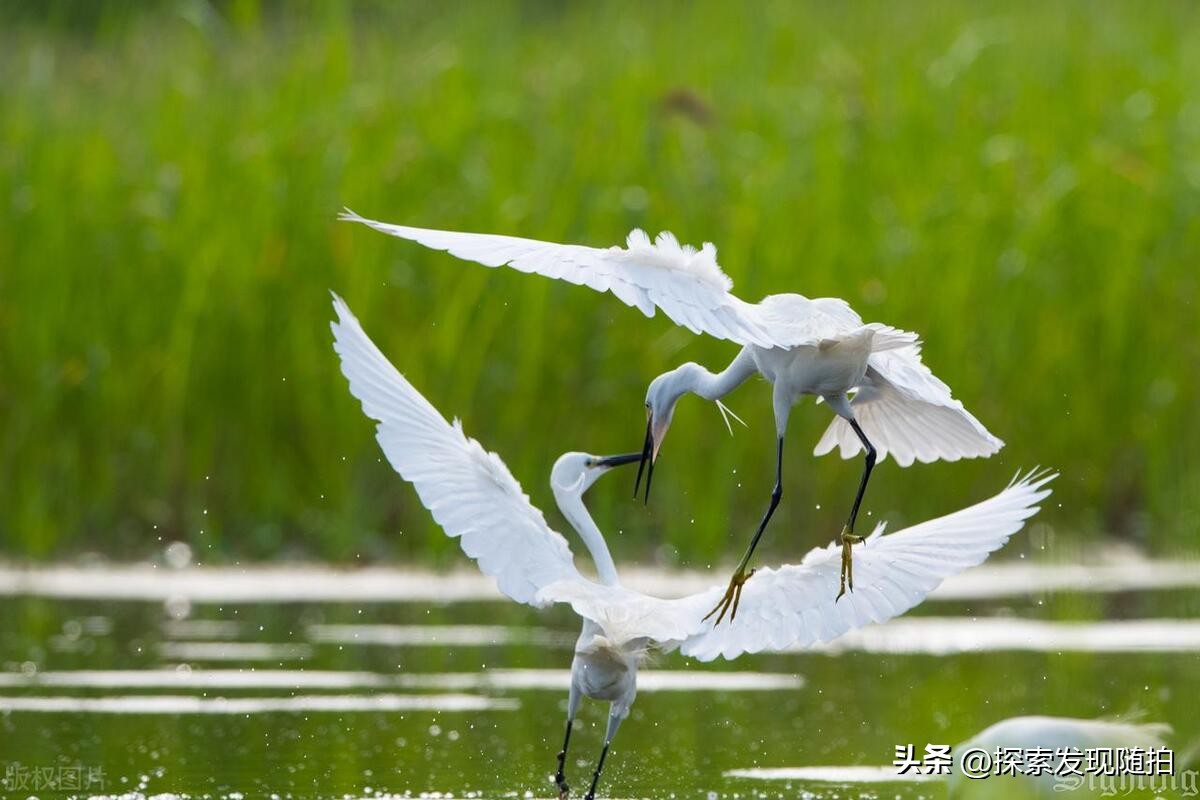 Shooting the graceful shape of egrets requires some skills - iMedia