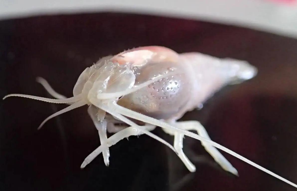 Why are the "eyeless shrimp" living in the crater of 450°C afraid of ...