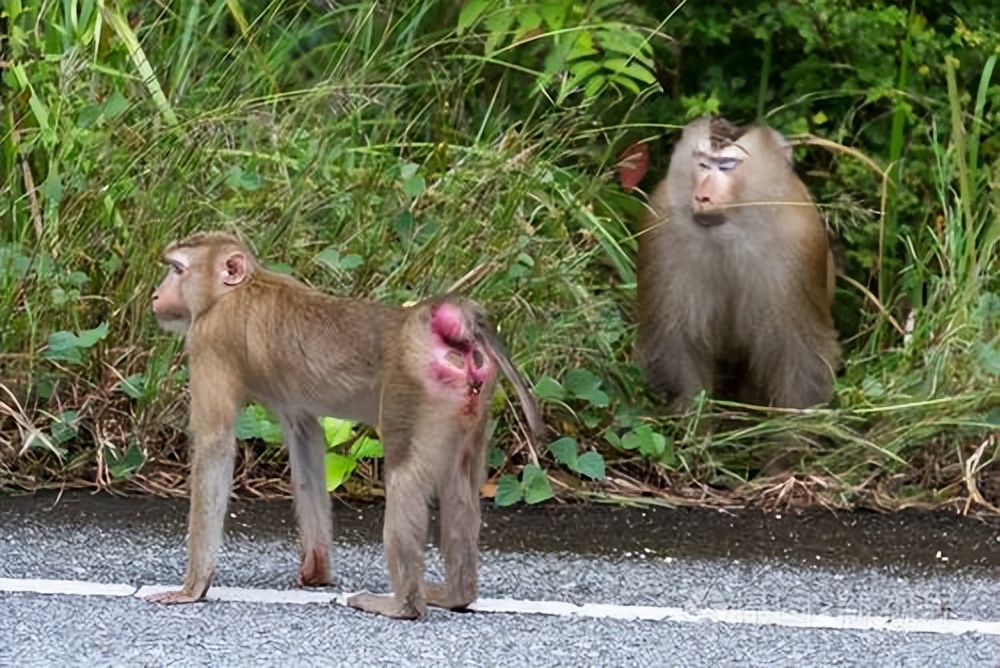 Monkeys flirt with people, they flirt with those who wear skirts! It's ...