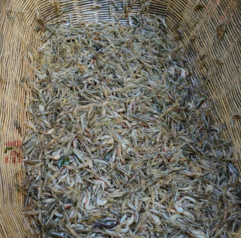 Delicious wild small river prawns are now too expensive to eat - iNEWS