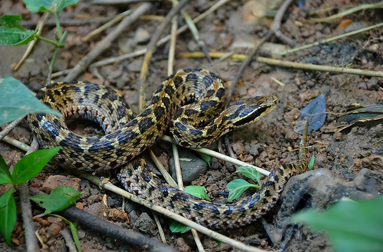 The short-tailed pit viper is too small, why is it the murderer? - iNEWS