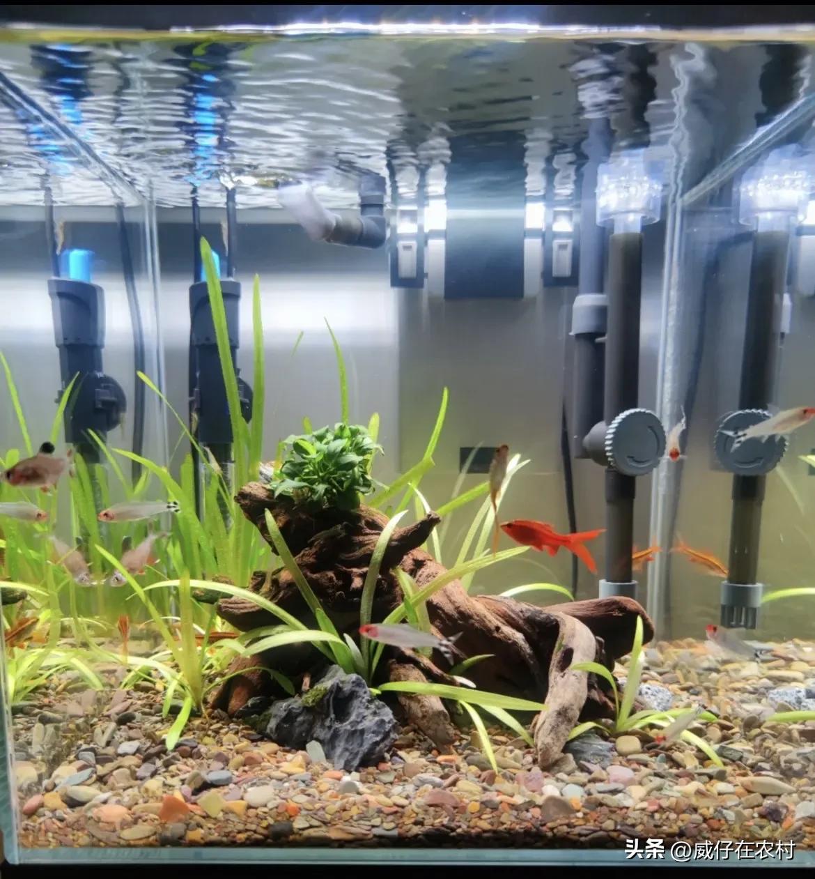 Flower-Fish Symbiosis: How to Choose the Right Plants to Raise With ...