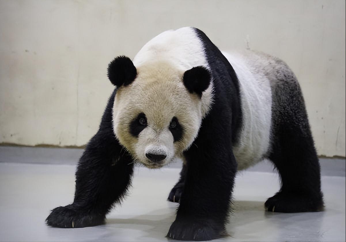 What is the cause of epilepsy in giant panda "Tuantuan"?Taipei Zoo ...
