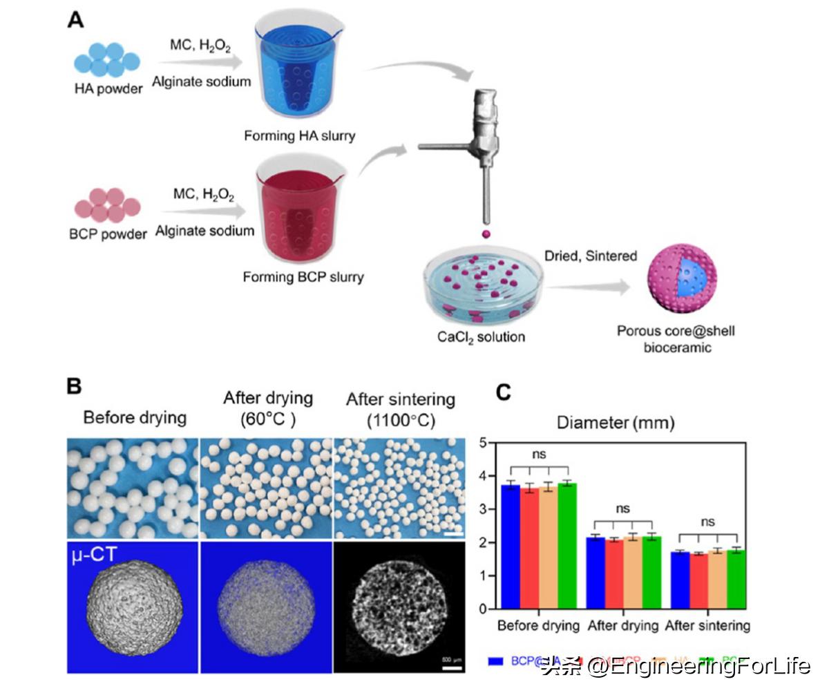 ACS AMI: Solve the problem of bone regeneration!Porous calcium ...