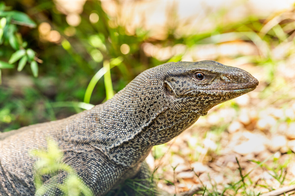 India, four Indian men arrested for gang-raping Bengal monitor lizards ...