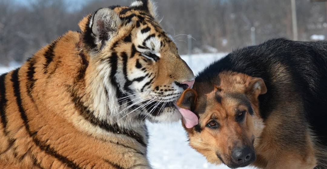 10 Tibetan mastiffs can't beat a Siberian tiger? After listening to the ...