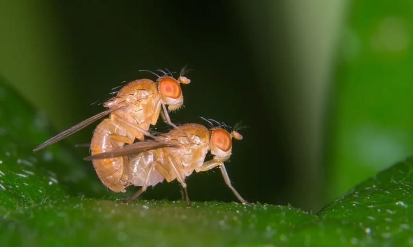 Revealed: This small flying insect that often appears in the house is ...