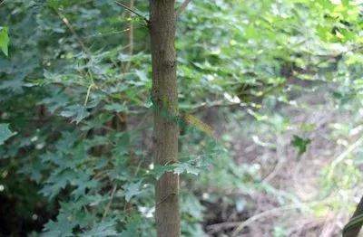 Colorwood maple, an excellent native color-leaved tree species - iNEWS