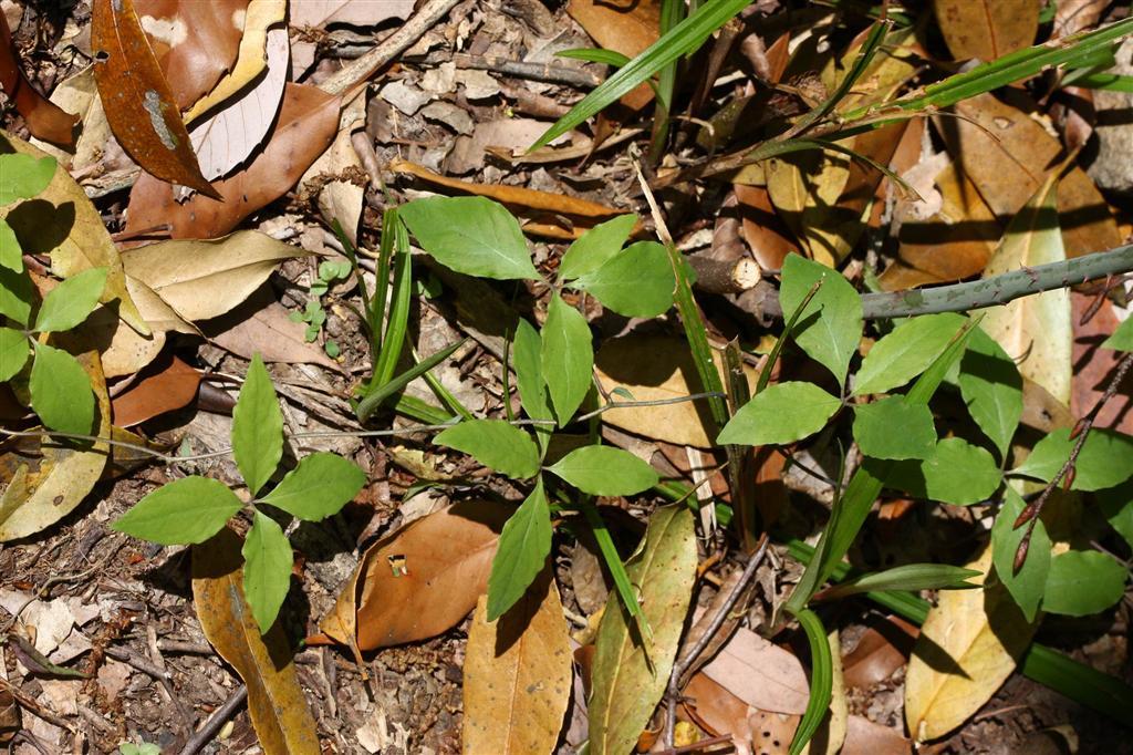 What kind of plant is "four-leaf ginseng" - iNEWS