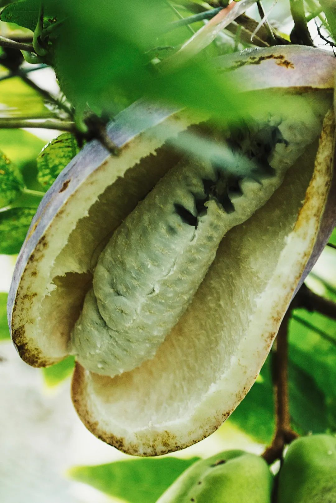 The original royal tribute August melon is "fried", go to Ankou for a sweet date - iNEWS