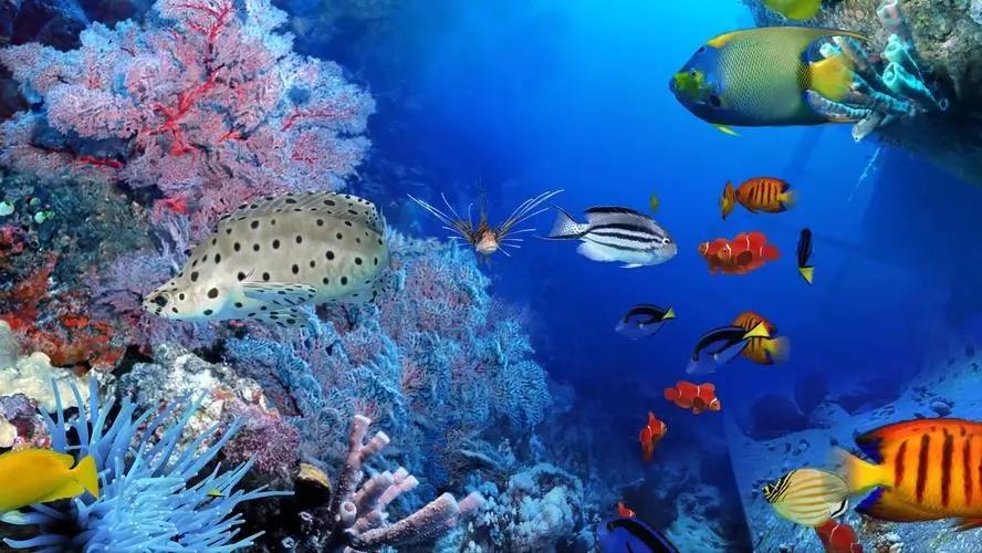 Macroalgae in marine aquariums, what are the implications for ...