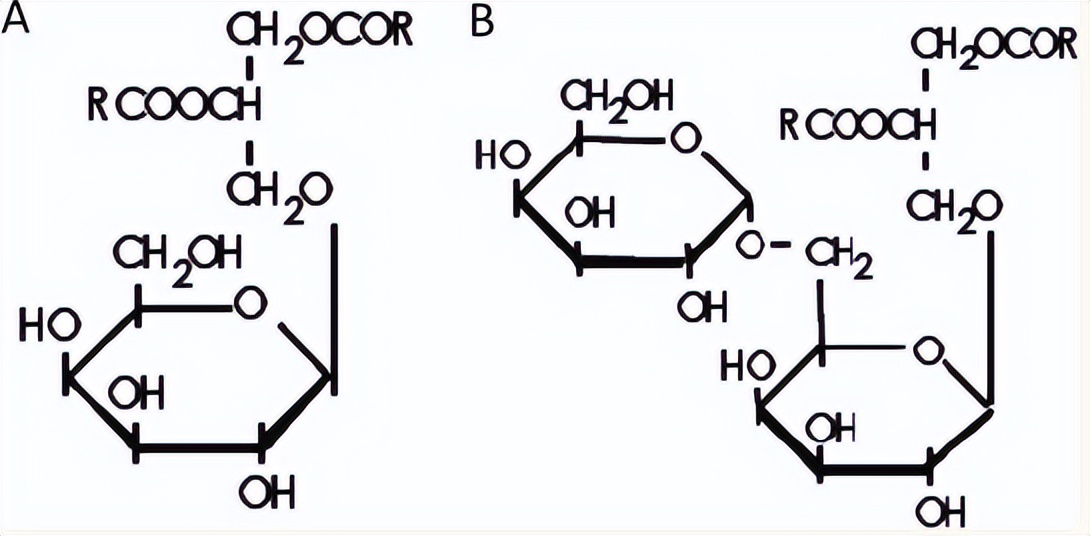 Exploring the role of galactolipid biosynthesis in flowers on growth ...