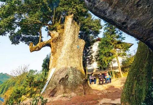 How expensive is nanmu, a tree can be exchanged for a Beijing courtyard ...