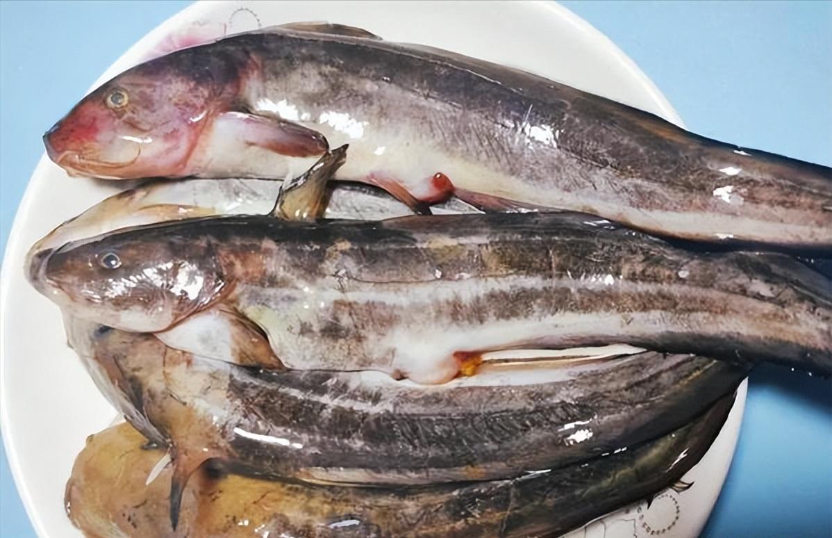 5 kinds of fish with sharp thorns and poisonous fish, if it is not ...