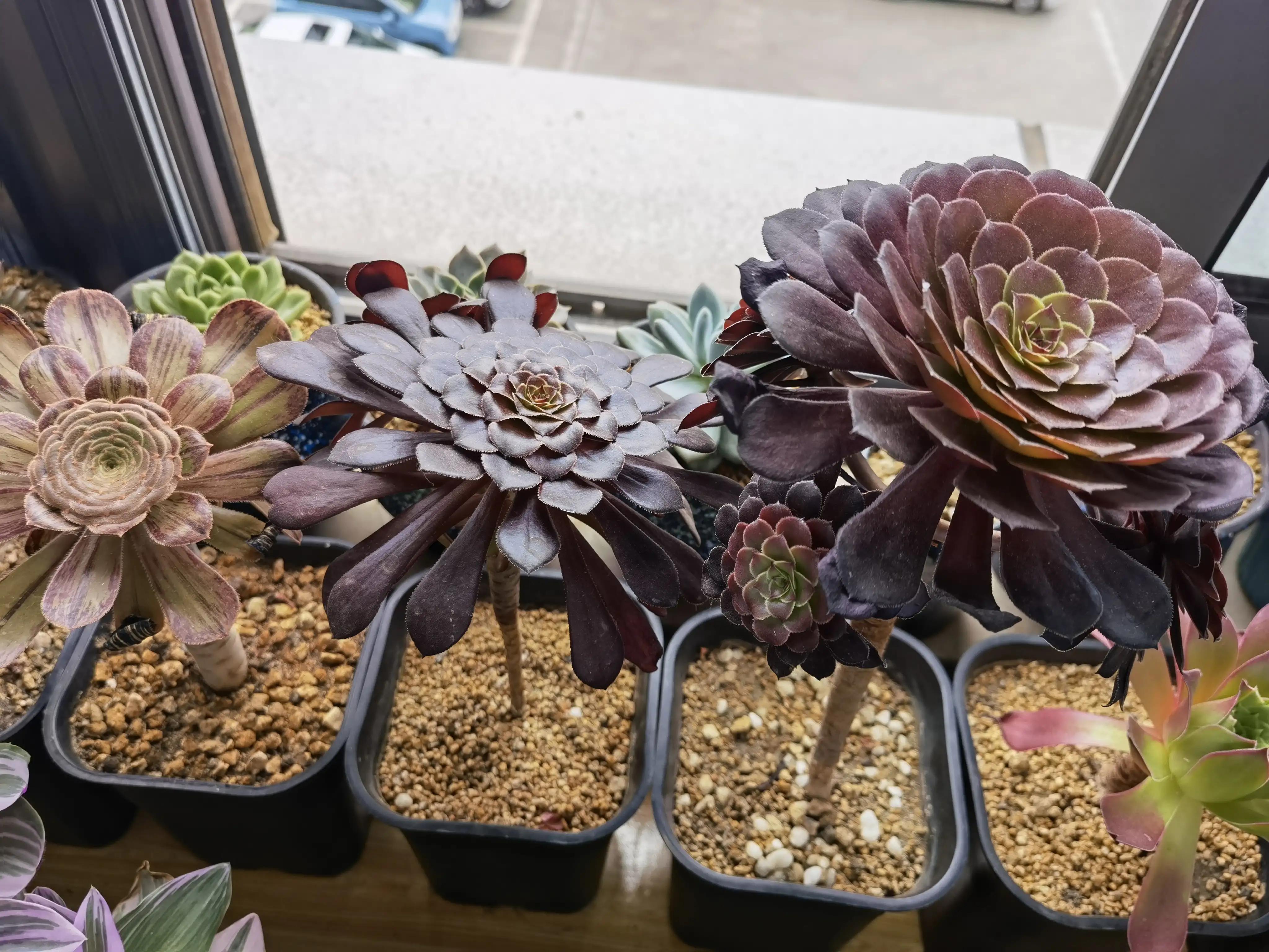 The summer mage enters the dormant season - iNEWS