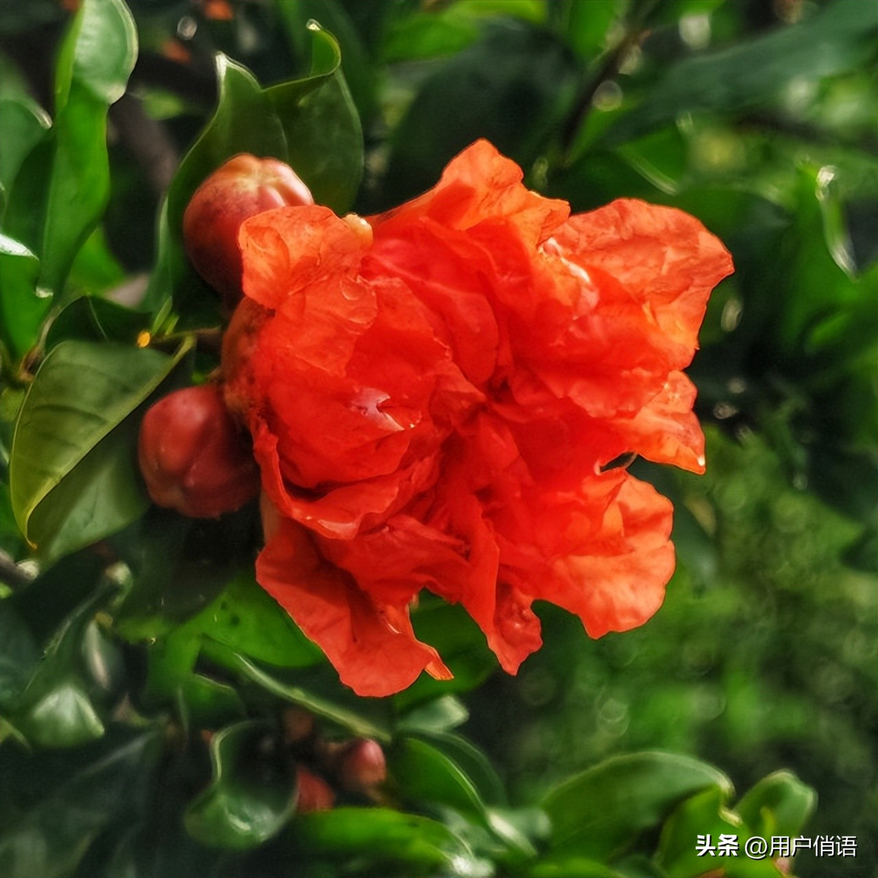 An underrated delicacy, refreshing and crispy, delicious - fried ...