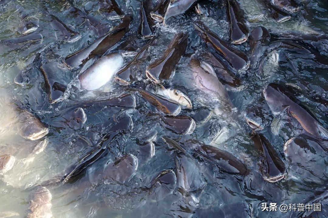 Is it safe to eat pangasius that costs a few dollars a pack in the ...