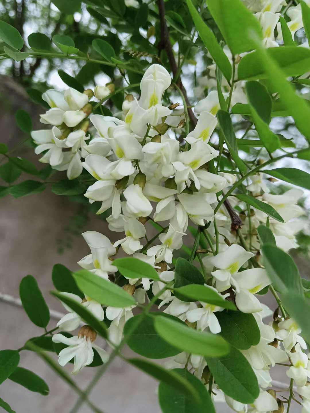 Time is neither in a hurry nor slow, and when the locust flower blooms ...